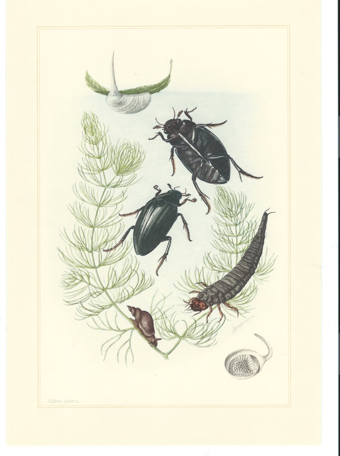 4 ORIGINAL ART 1950's Bug Art Insect Art Offset | Etsy