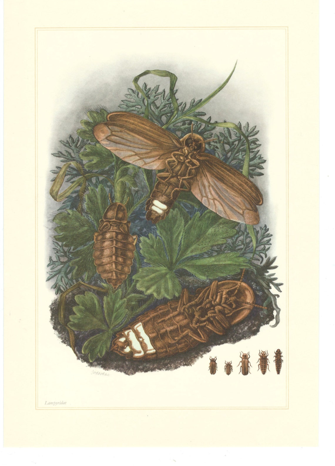 4 ORIGINAL ART 1950's Bug Art Insect Art Offset | Etsy