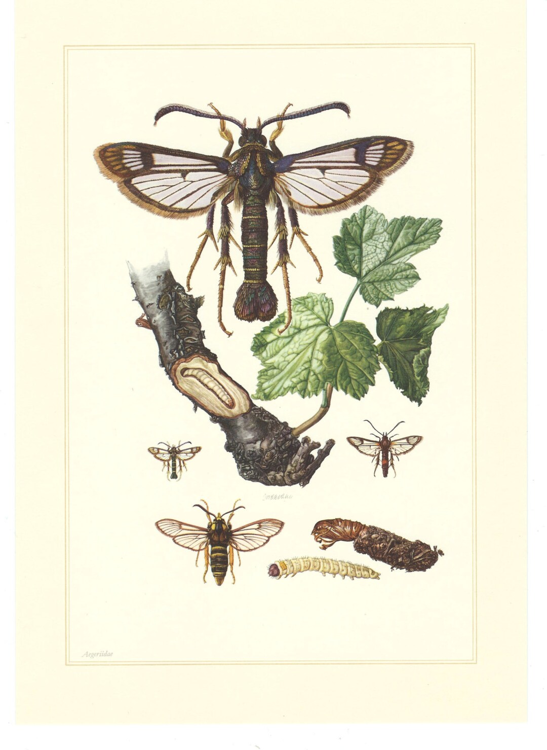 4 - ORIGINAL ART 1950's Bug Art Print Insect Art, Offset Lithographs by ...