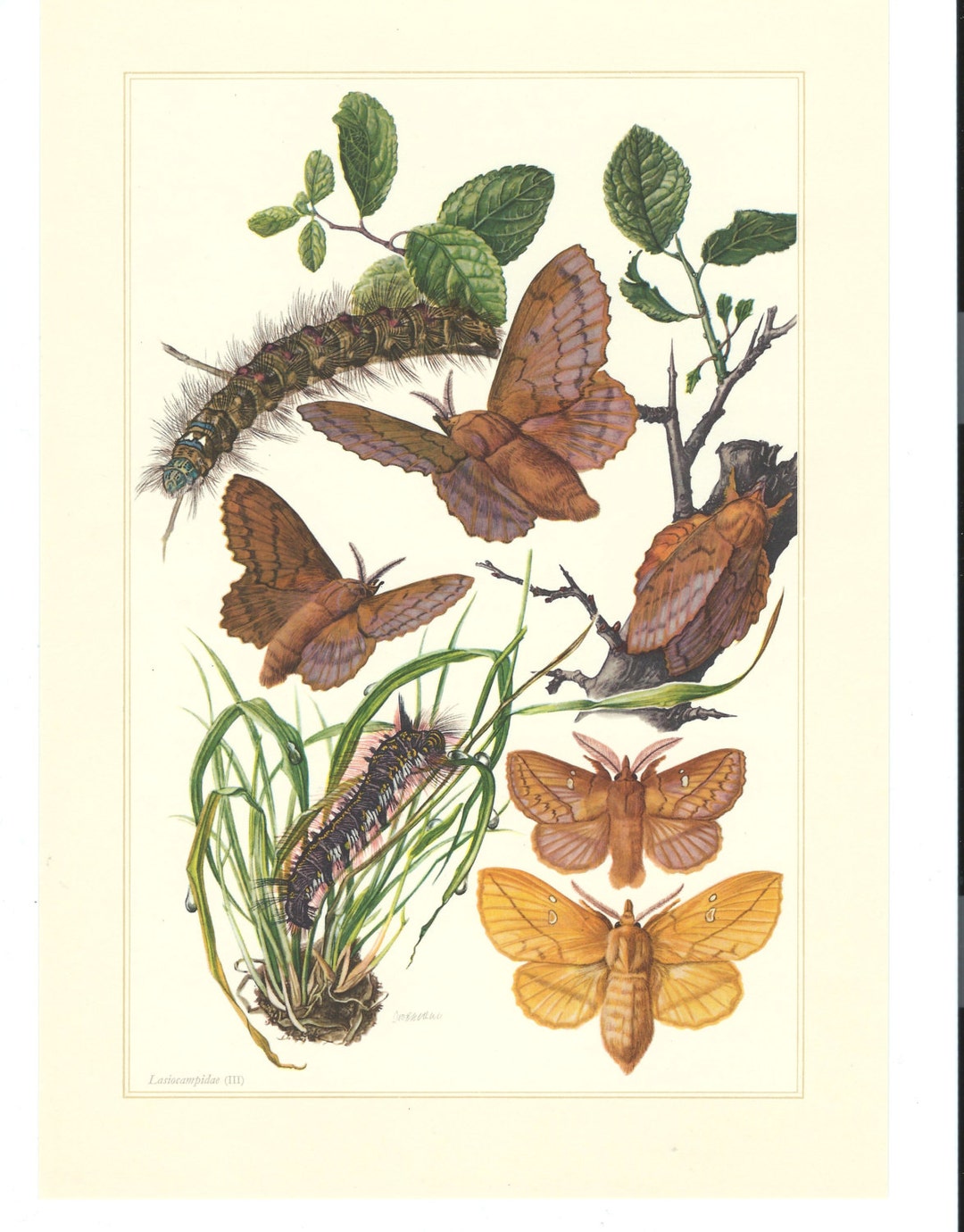 4 - ORIGINAL ART 1950's Bug Art, Insect Art, Offset Lithographs by ...