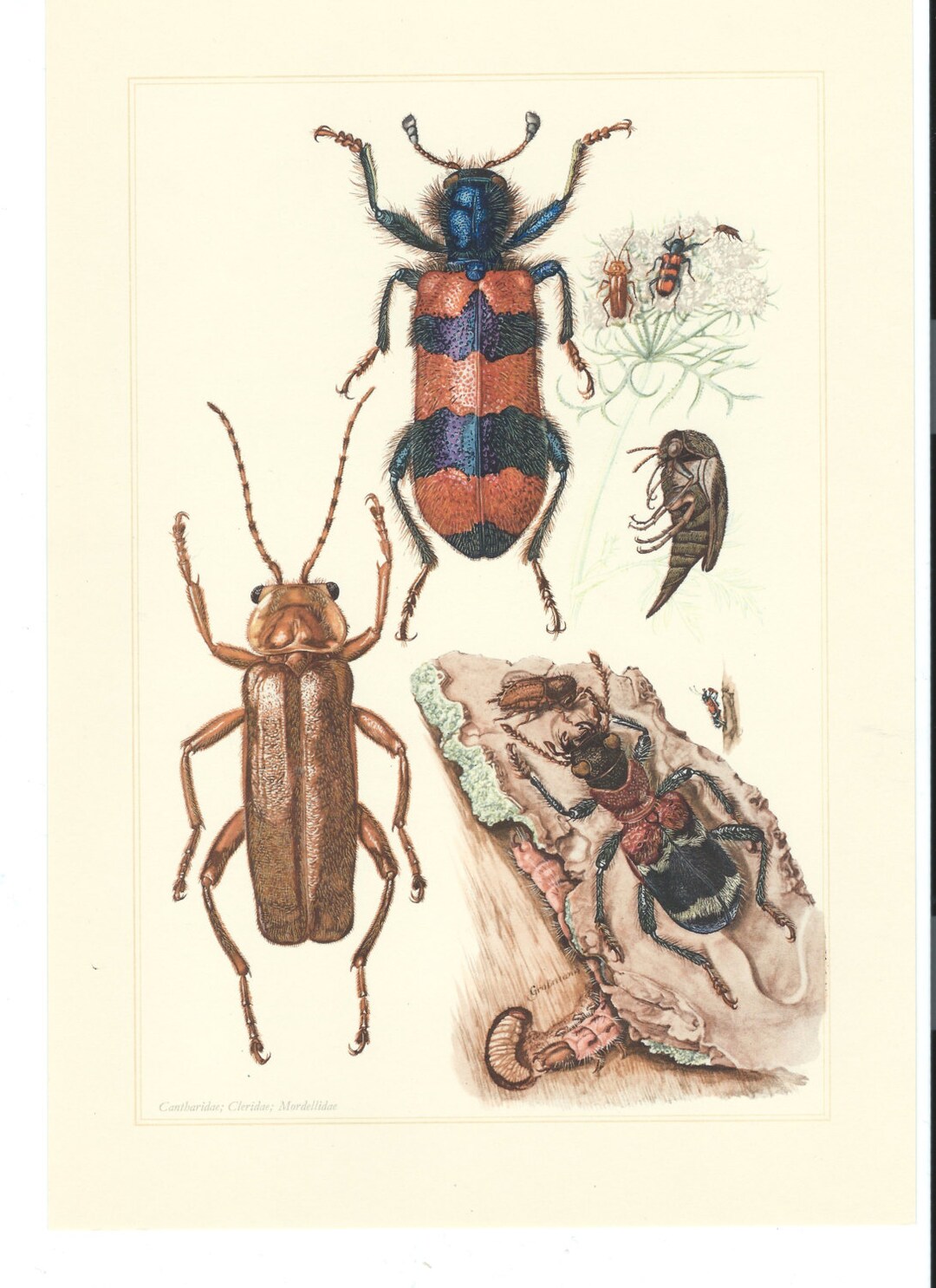 4 - ORIGINAL ART 1950's Bug Art, Insect Art, Offset Lithographs by ...