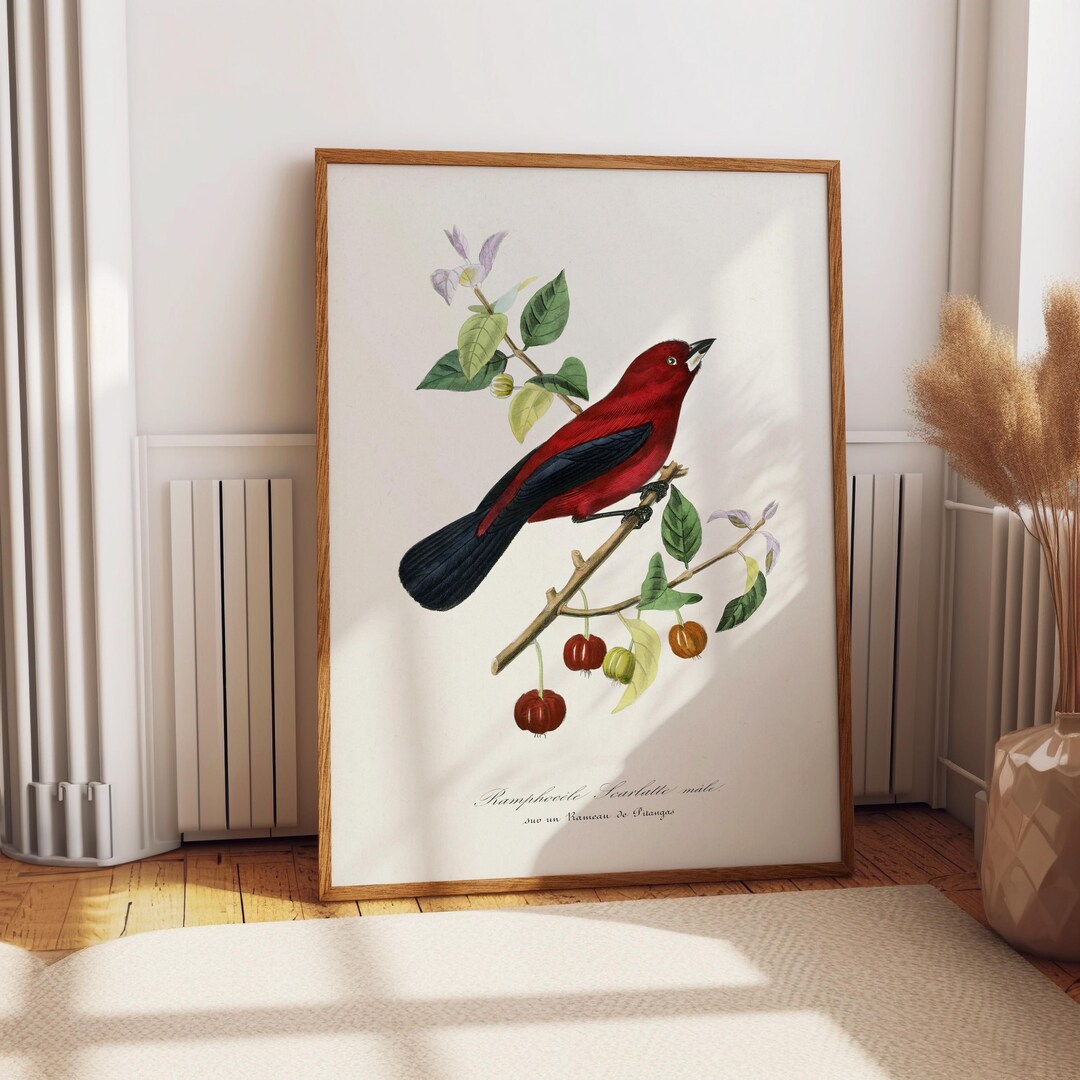 Red Bird Wall Art Print – Vintage Botanical Bird Illustration, Scarlet ...
