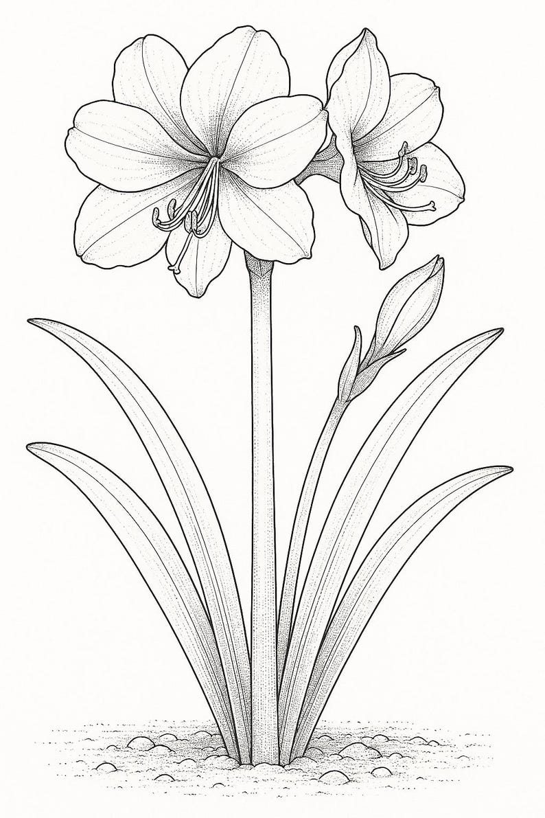 Amaryllis Flower Coloring Page • Botanical Line Art Printable • Adult ...
