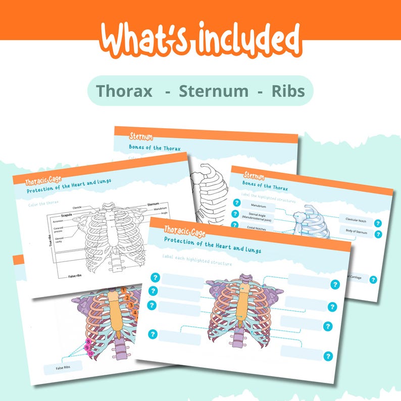 Thorax Anatomy Worksheets | Sternum & Ribs | Labeling and Coloring ...
