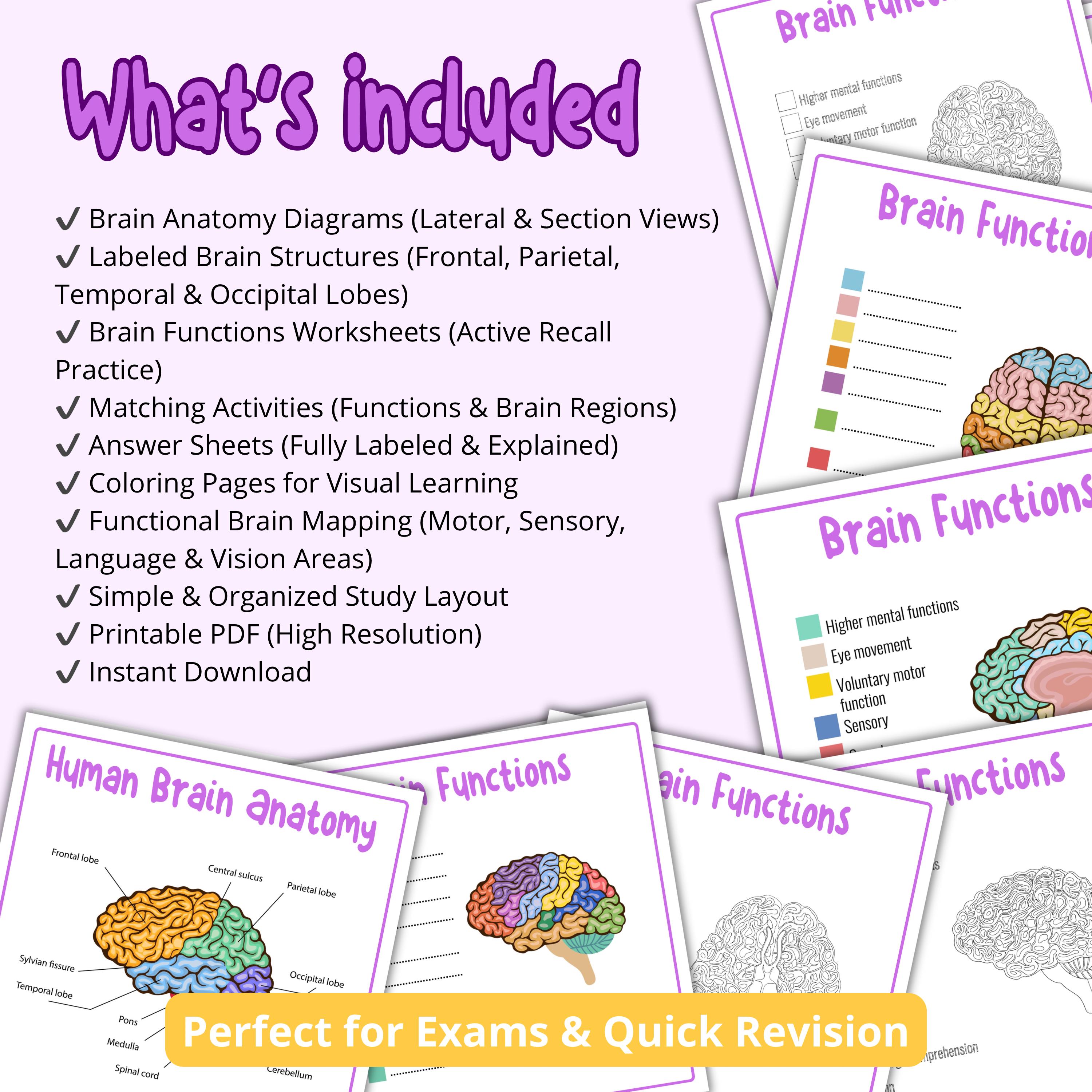 Brain Anatomy & Functions Printable Flashcards | Human Brain | Brain ...