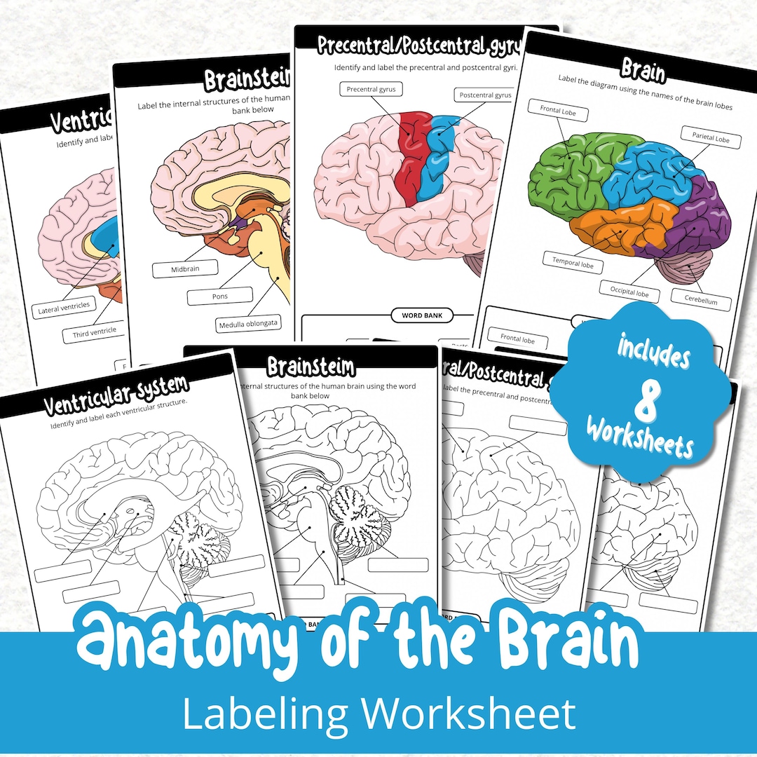 Brain Anatomy Labeling Worksheet PDF, Neuroanatomy Study Sheets ...