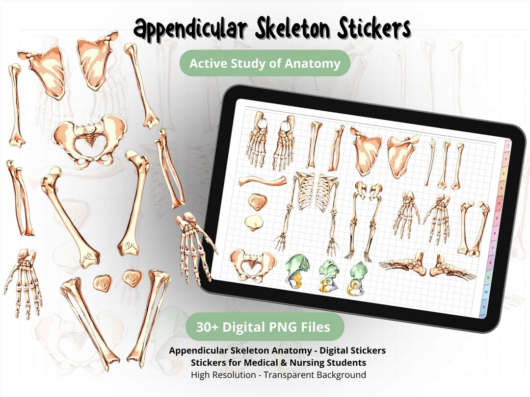 Appendicular Skeleton Anatomy Stickers | Bones of Upper and Lower Limbs ...