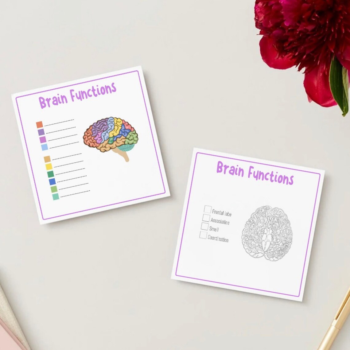 Brain Anatomy & Functions Printable Flashcards | Human Brain | Brain ...