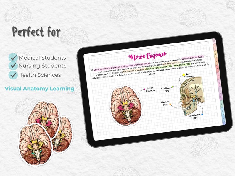 Cranial Nerves Study Set | Flashcards and Stickers | Anatomy Digital ...