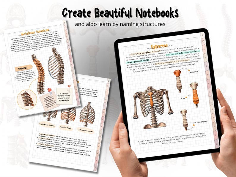 Anatomy Digital Stickers Goodnotes | Human Body PNG Stickers | Anatomy ...