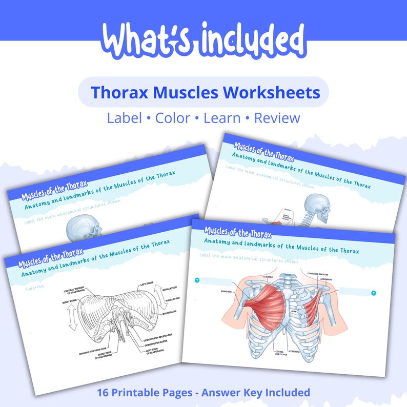 Thorax Muscles Anatomy Worksheet | Labeling and Coloring Pages ...
