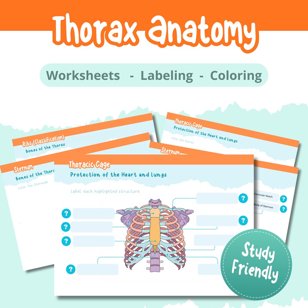 Thorax Anatomy Worksheets | Sternum & Ribs | Labeling and Coloring ...