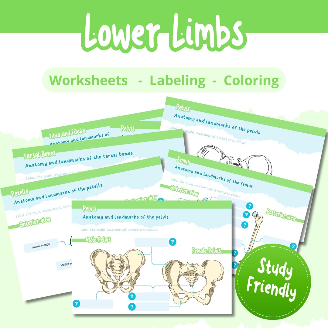 Lower Limb Anatomy Worksheet PDF | Labeling Coloring Study Guide ...