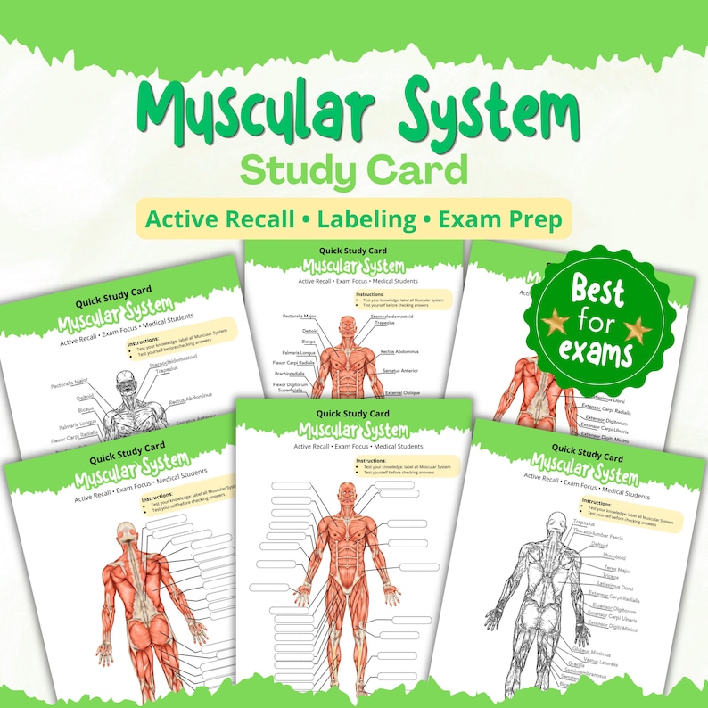 Human Anatomy Muscular System Worksheet | Anatomy Study Guide for ...