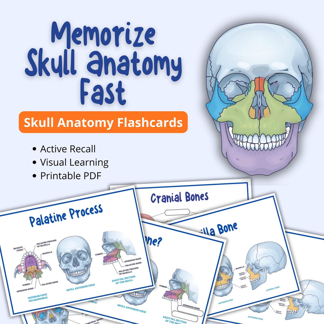 Skull Anatomy Flashcards Printable PDF, Medical Study Guide, Head and ...