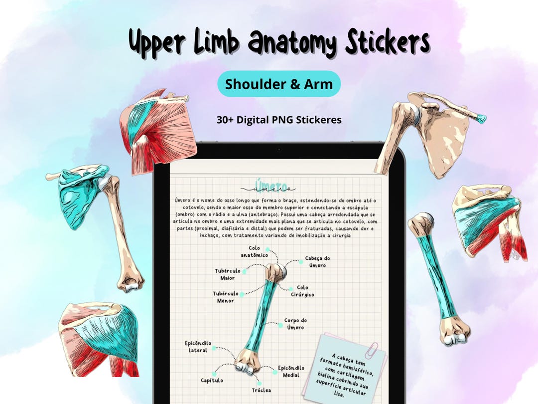 Upper Limb Anatomy Stickers | Shoulder and Arm | Medical Anatomy PNG ...