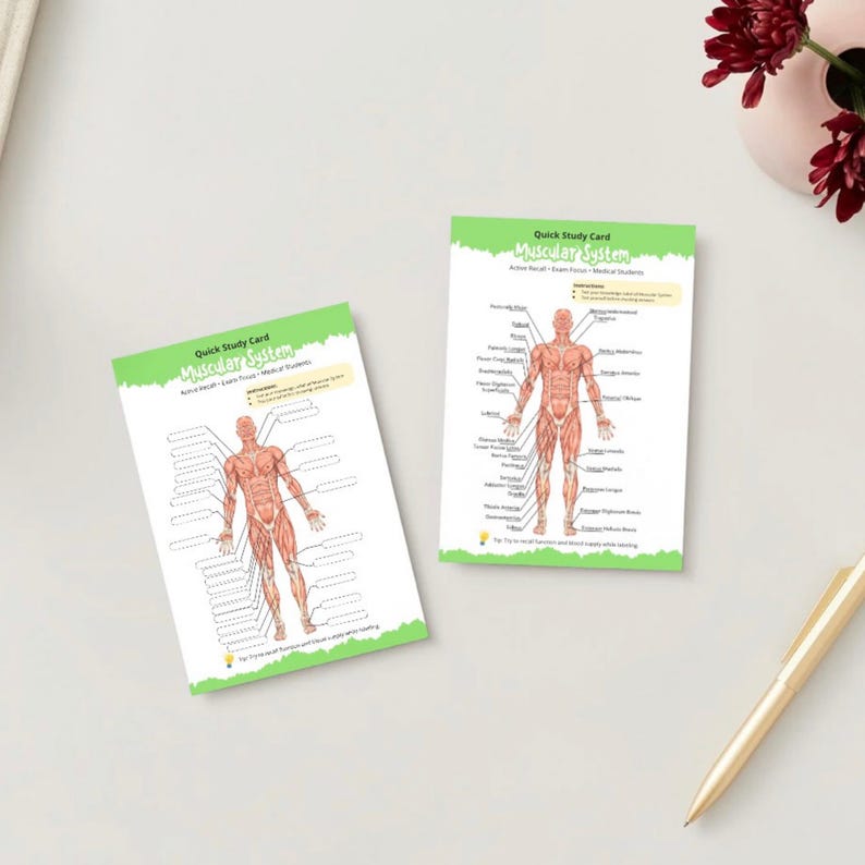 Human Anatomy Muscular System Worksheet | Anatomy Study Guide for ...