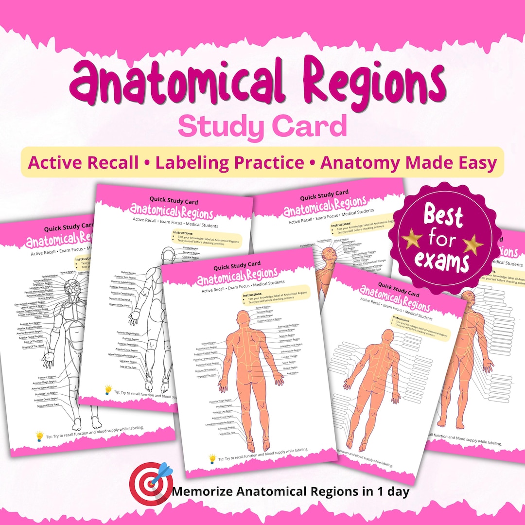 Anatomy Worksheet – Human Body Labeling Activity | Anatomical Regions ...