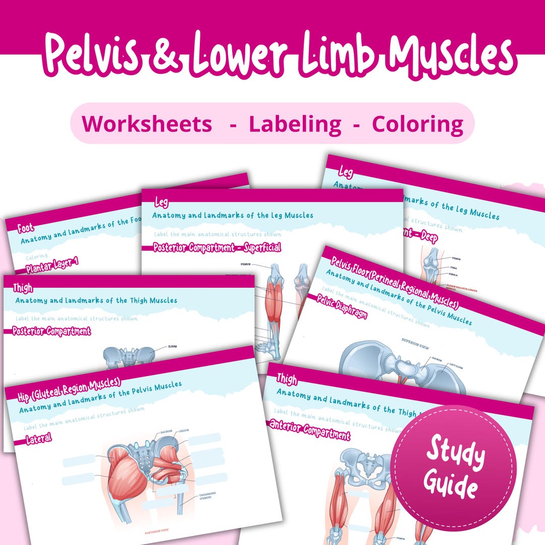 Lower Limb Muscles Anatomy Worksheets | Labeling & Coloring Study Guide ...