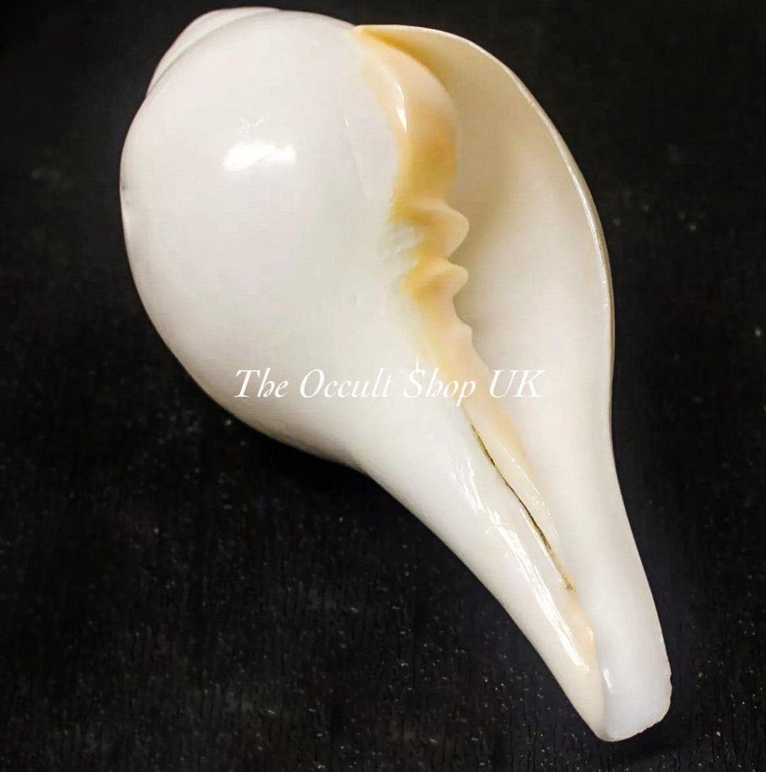 Shankh • Extra Large Blowing Conch Sea Shell • Horn Divine Healing ...