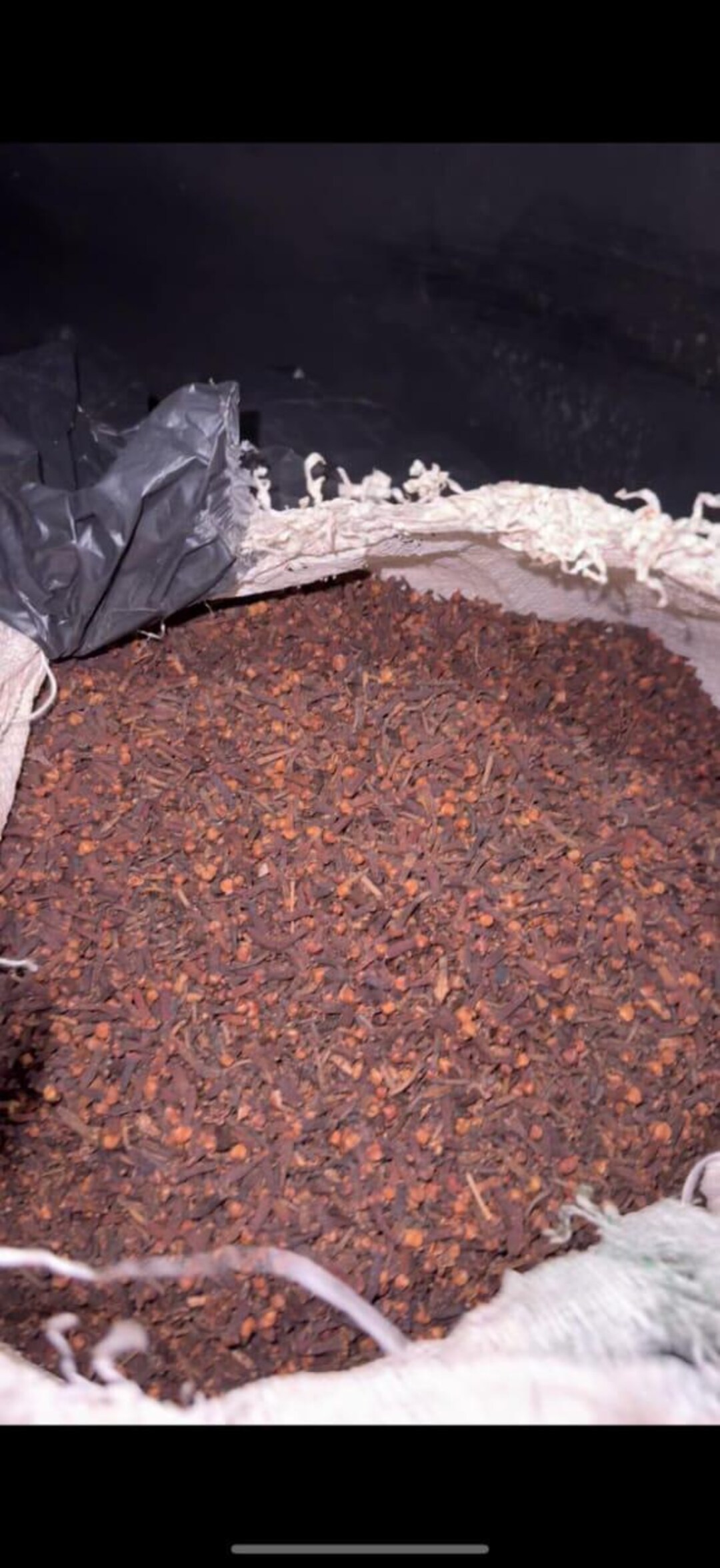 Indonesian Dried Cloves Whole, Export Quality Spice for Cooking, Herbal ...