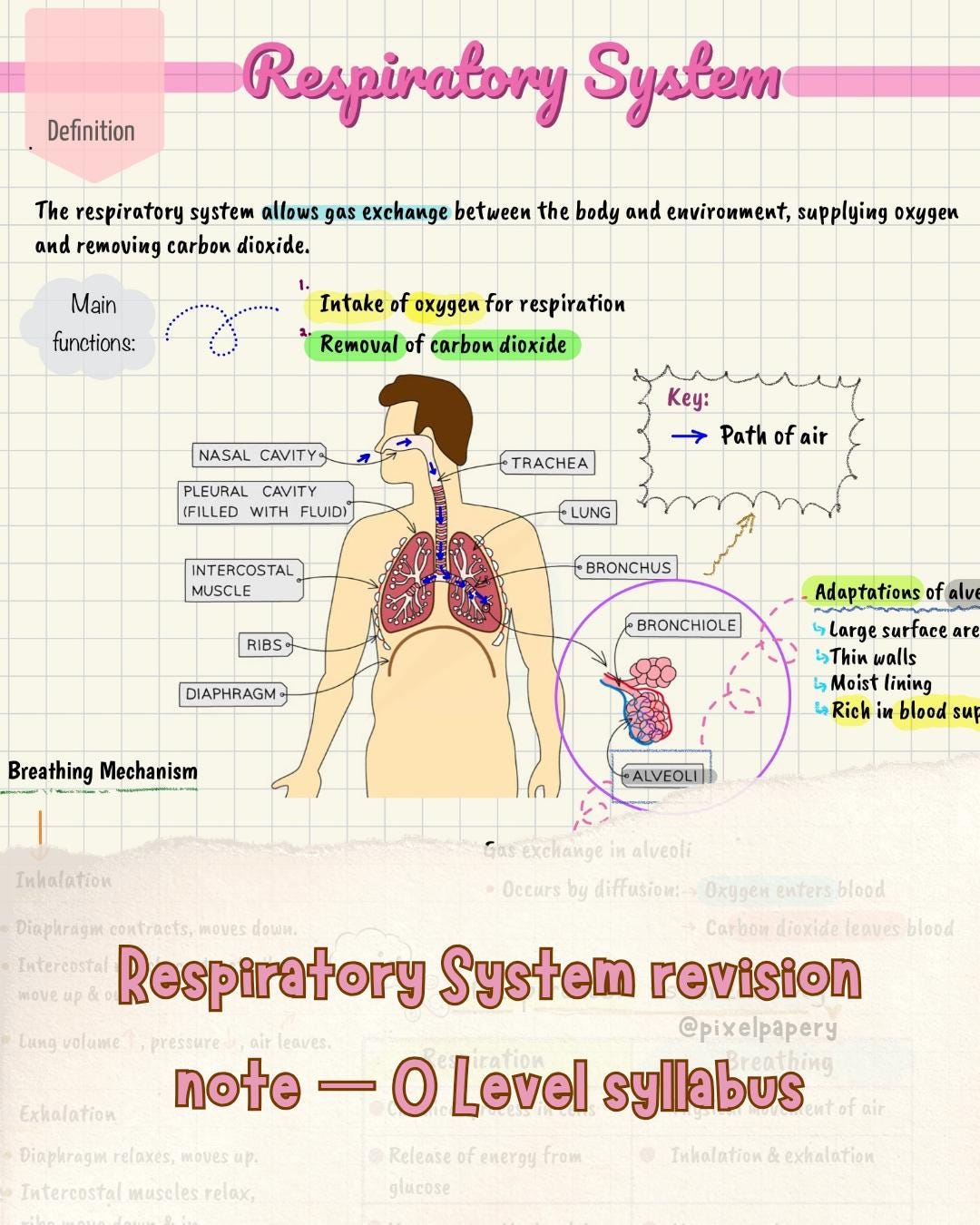 O Level Biology Respiratory System Mini Revision Sheet PDF | 1-page ...