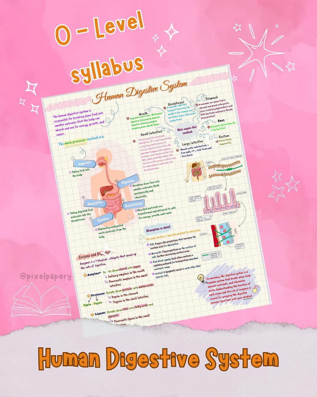 Human Digestive System Notes – O-level Revision (digital Download) - Etsy