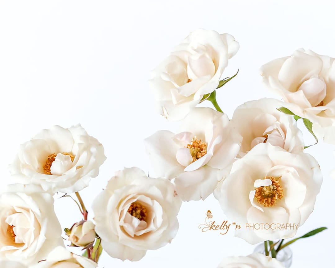 NEW! White Roses Photography- White Rose Floral Still Life, White Decor ...