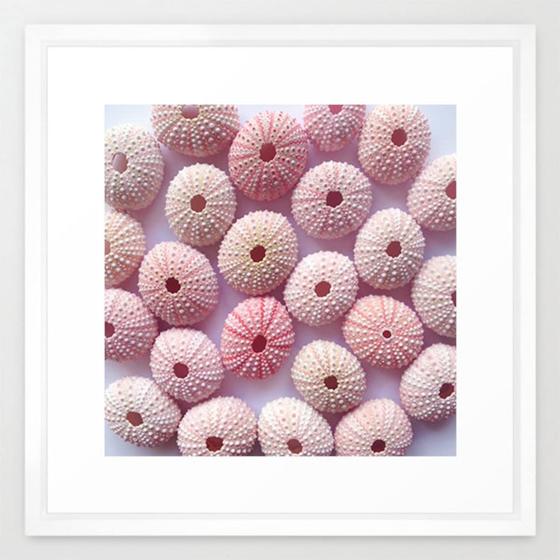 Seashell Photography- Pink Sea Urchins Photograph, Beach Decor, Coastal ...
