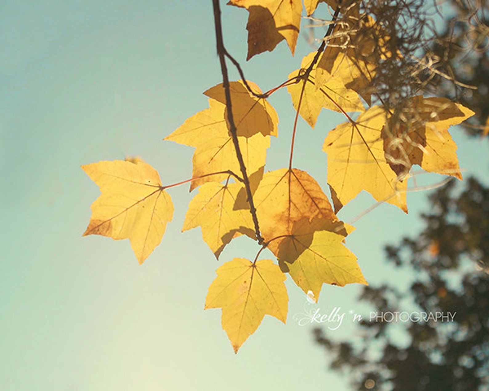 Golden Maple Leaves Photo, Nature Photography, Fall Color Print, Yellow ...