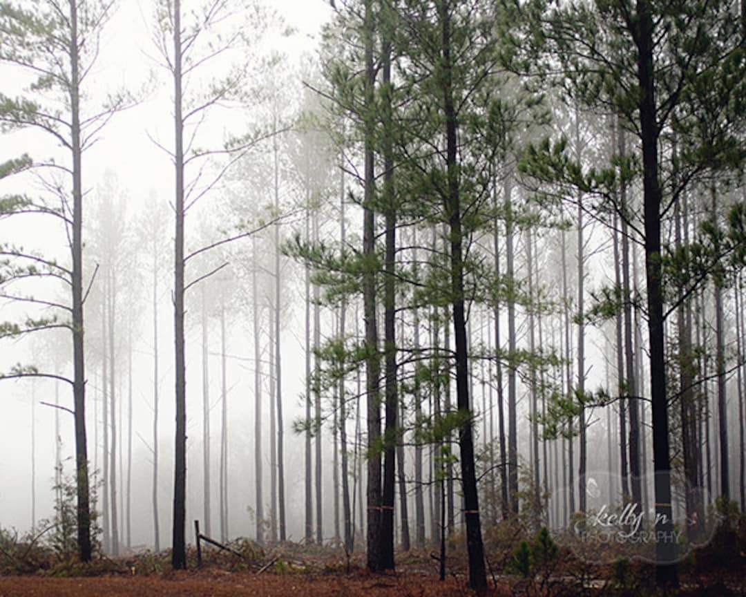 Tree Photography, Foggy Mist Forest, Nature Photography, Green Grey ...