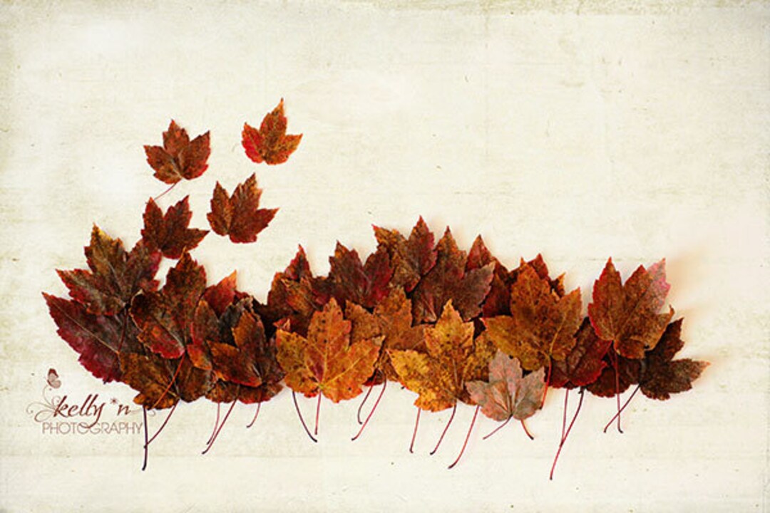 Maple Leaf Photography- Autumn Color Photograph- Nature Photography ...