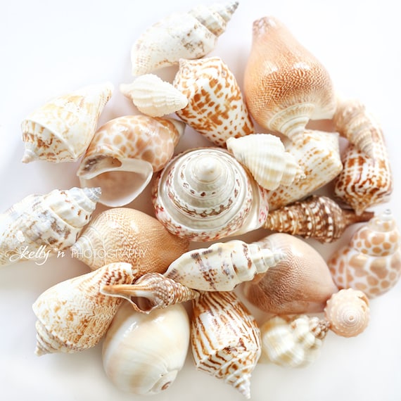 Still Life Photography Shells