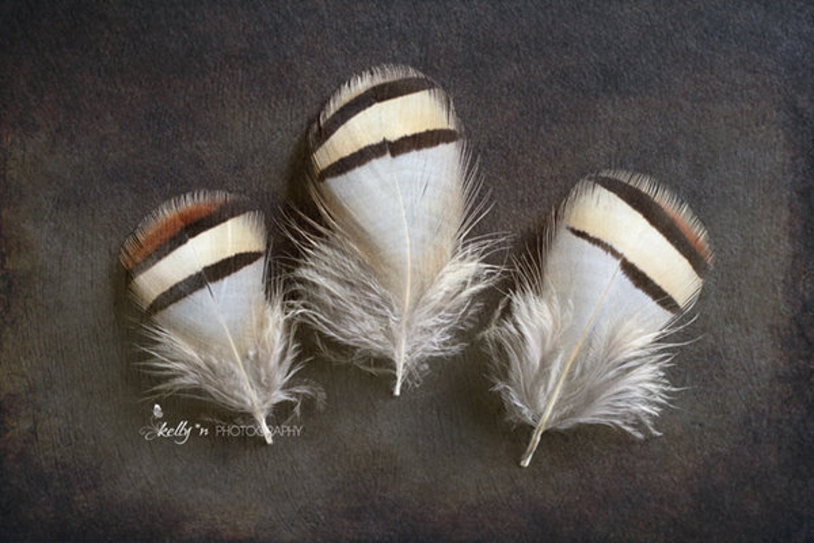 Feather Photography Partridge Feathers Print, Feather Still Life Photo ...