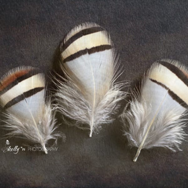 Feather Prints - Etsy