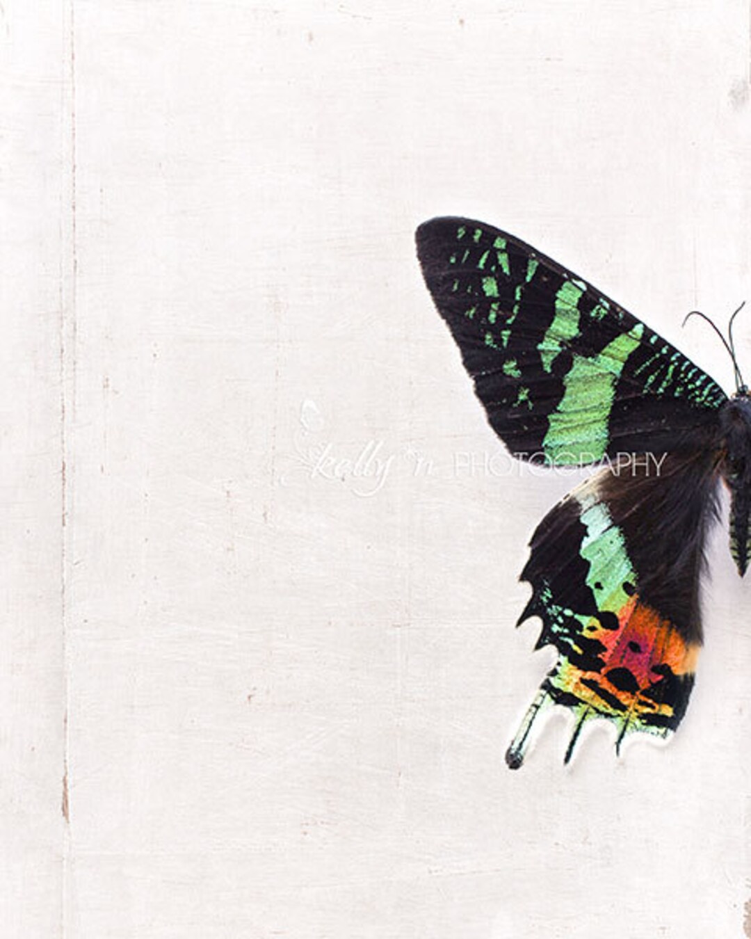 Sunset Moth Photograph- Butterfly Still Life Photo, Insect Art ...