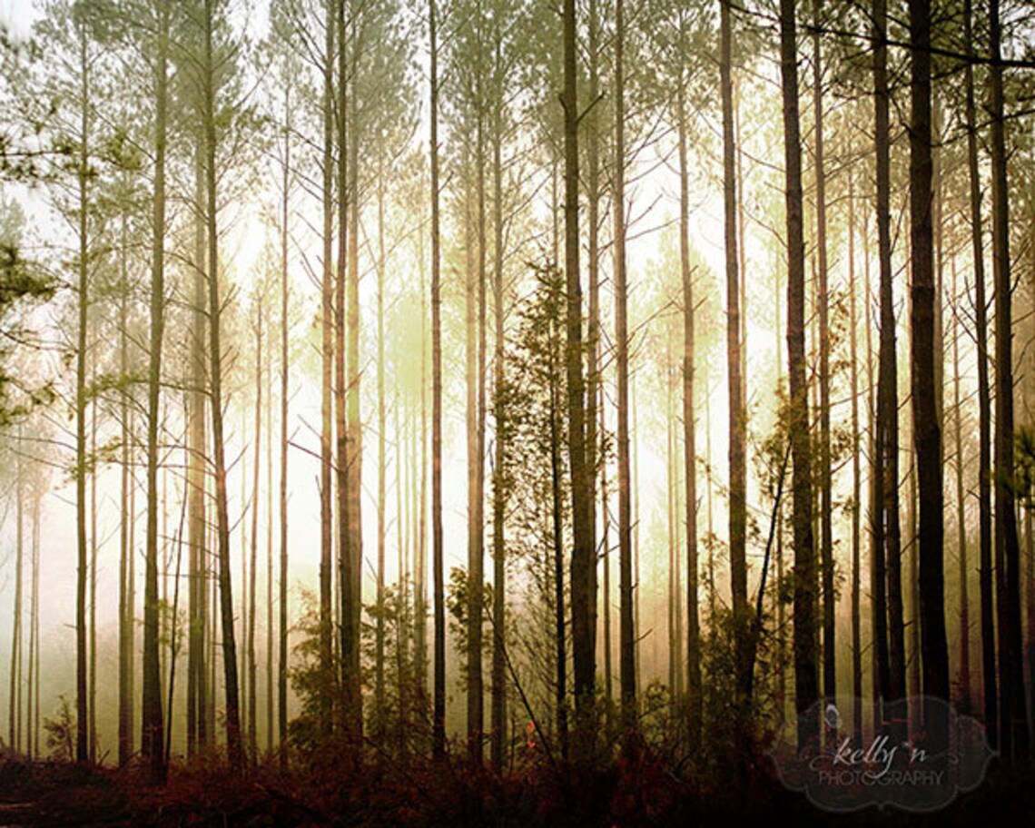 Forest Canvas Print- Tree Photography Canvas Wrap, Brown Cream Green ...