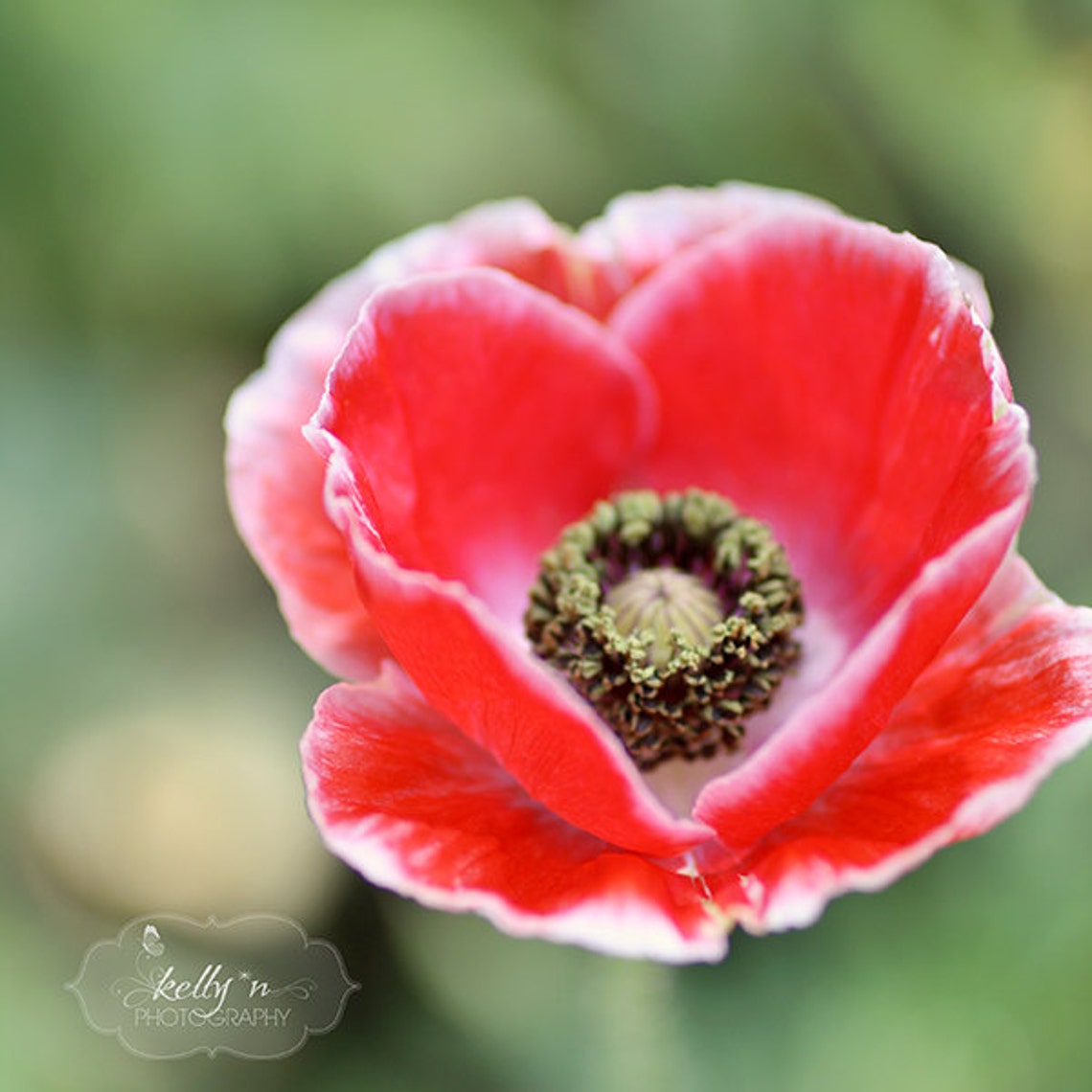Poppy Flower Photography- Red Poppy, Flower Photography, Heart Shaped ...