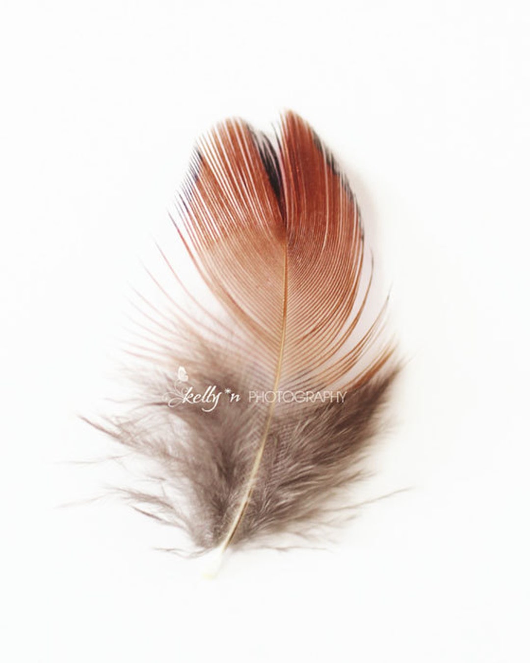 Feather Photography- Pheasant Feather Print, Red Feather Photo ...