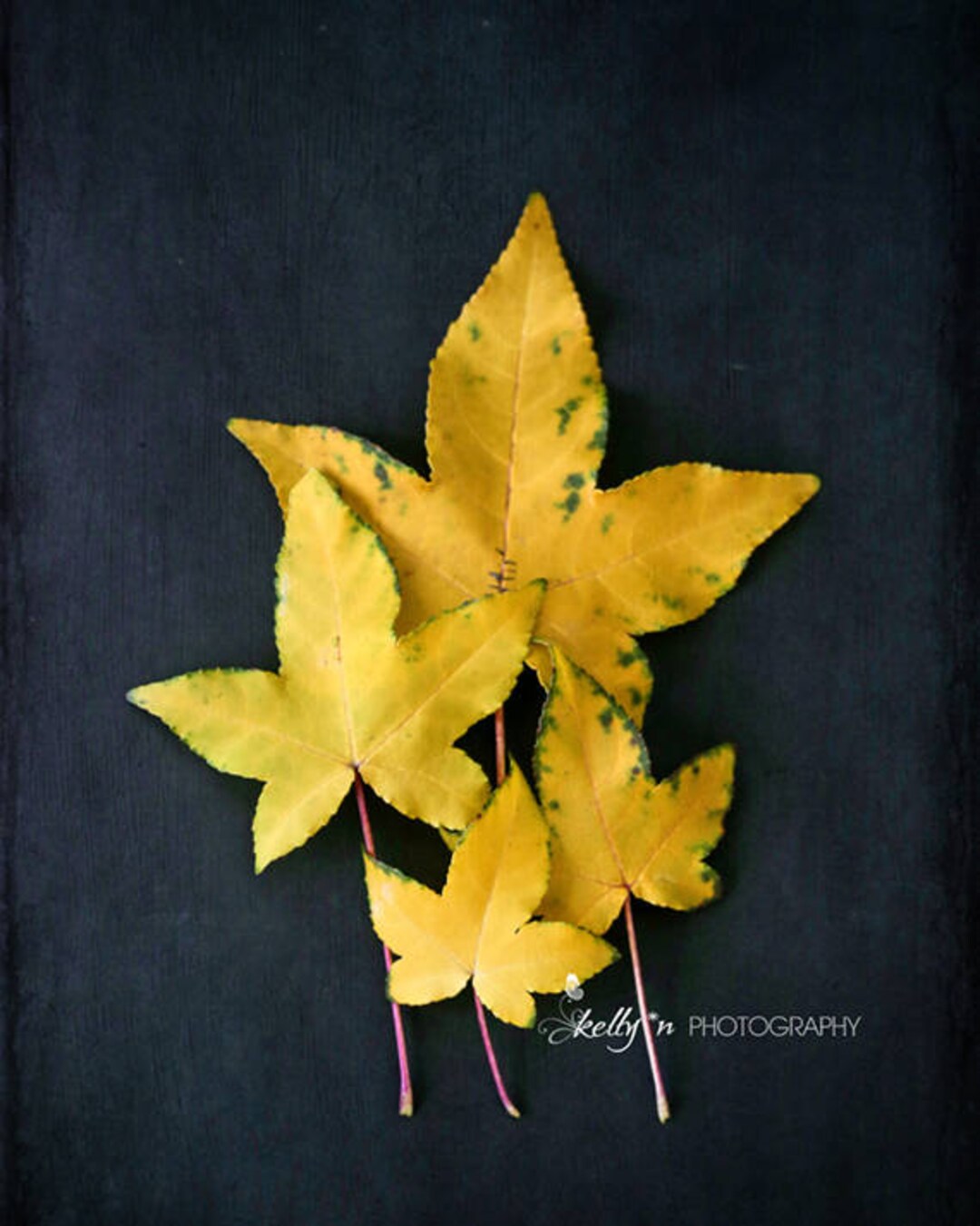 Nature Photography- Maple Leaves Print, Botanical Print, Maple Leaf ...