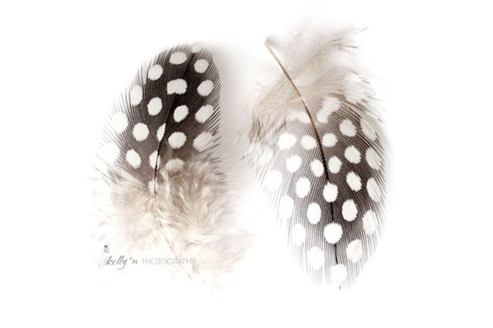 Feather Photography- Guinea Fowl Feather Print, Spotted Feather Photo ...