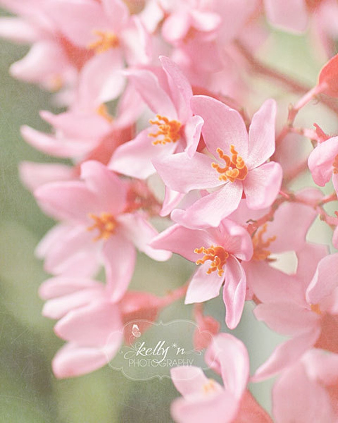 Pink Flowers Photo- Nature Photography, Floral Wall Art, Pink Orange ...