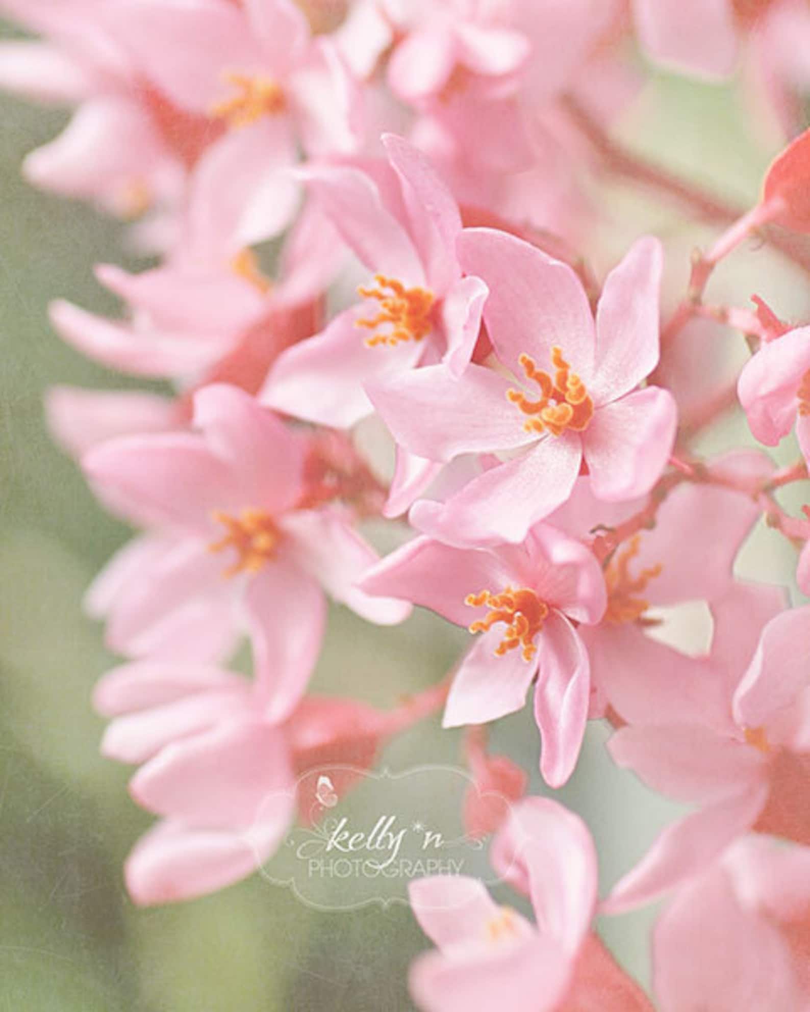 Pink Flowers Photo- Nature Photography, Floral Wall Art, Pink Orange ...