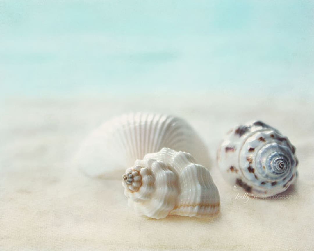 Seashell Photography, Shells Print, Beach Photography, Beach House ...