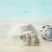 Seashell Photography, Shells Print, Beach Photography, Beach House ...