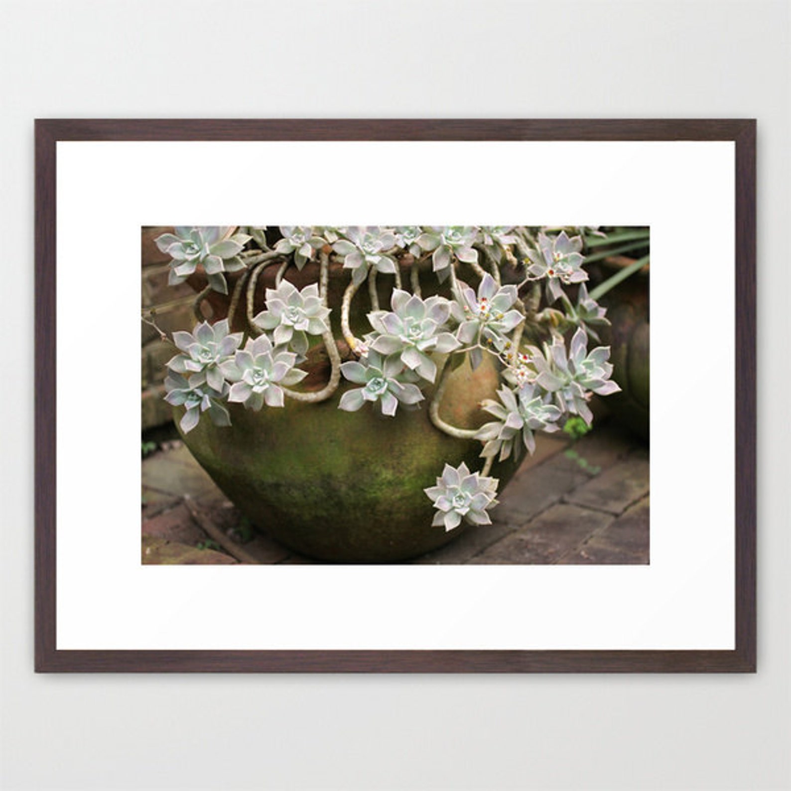 Nature Photography- Flowering Ghost Plant Photo, Plant Photography ...