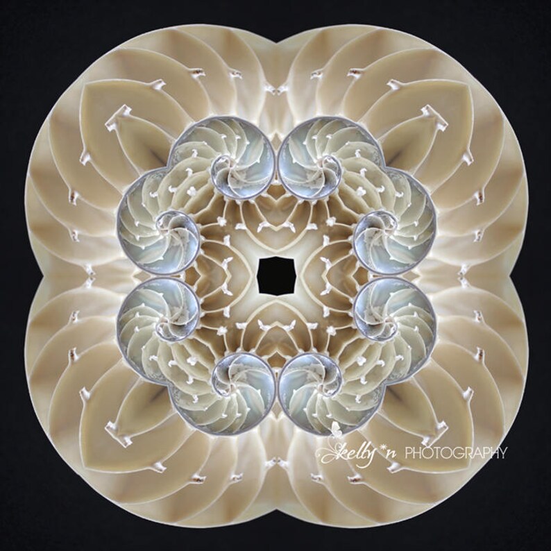 Abstract Photography Nautilus Shell Print, Kaleidoscope Print, Abstract ...