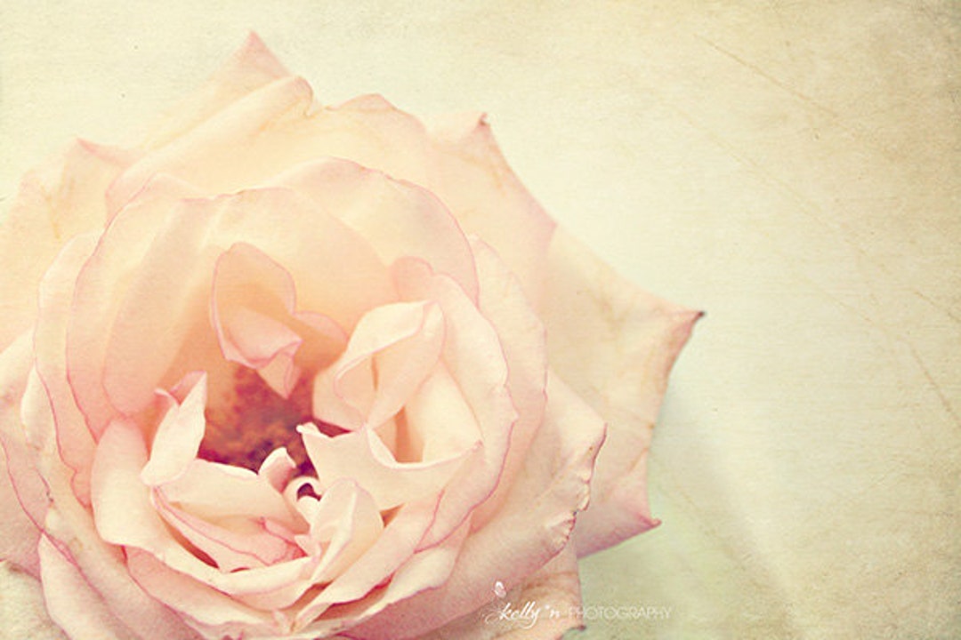 Rose Photography, Flower Photography, Large Rose Print, Peach Garden ...