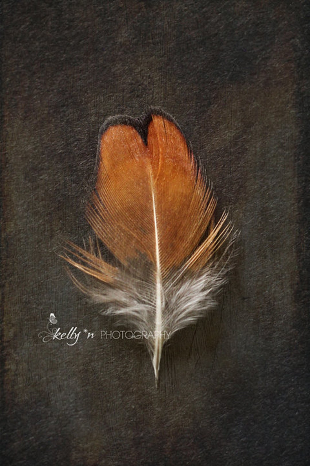 Feather Photography- Pheasant Feather Print, Red Feather Photo ...