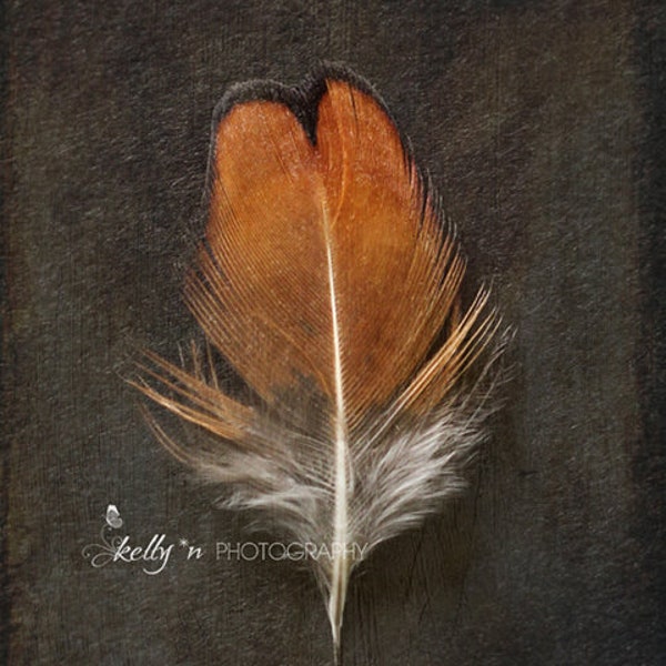 Feather Photo - Etsy